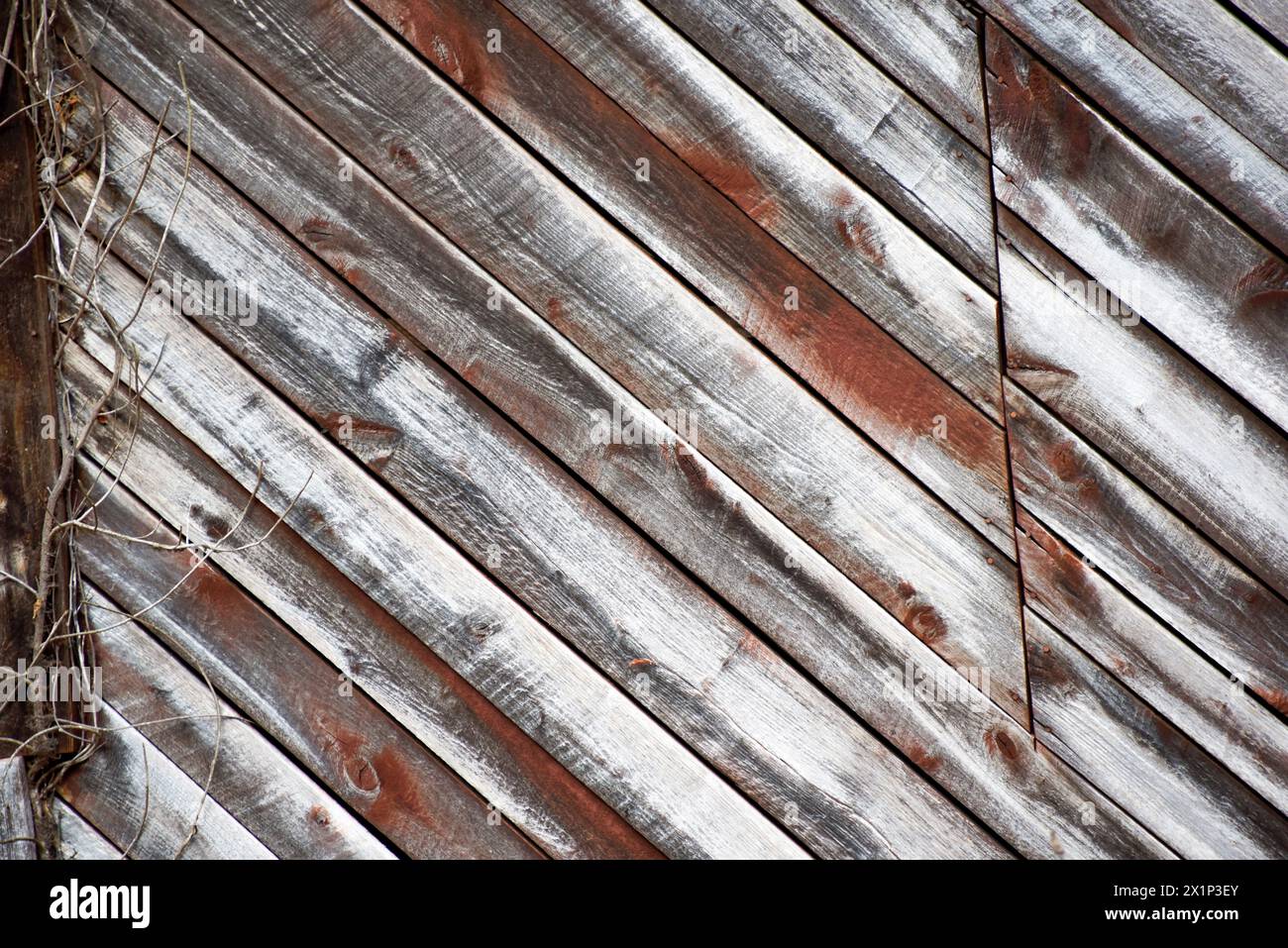 Background image shows rustic, wooden barn boards at a slant. Vines ...