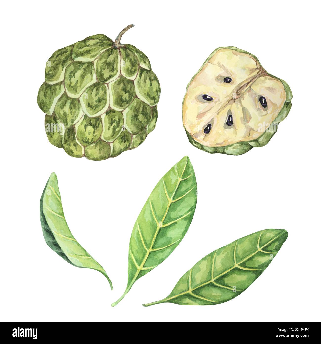 Green cherimoya exotic fruit with leaves. Hand drawn watercolor ...