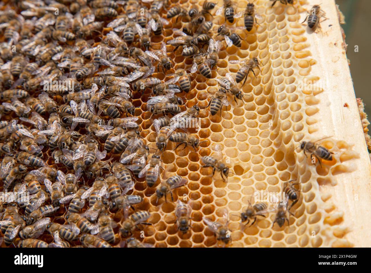 Frames of a beehive. Close up view of the working bees on honeycomb ...