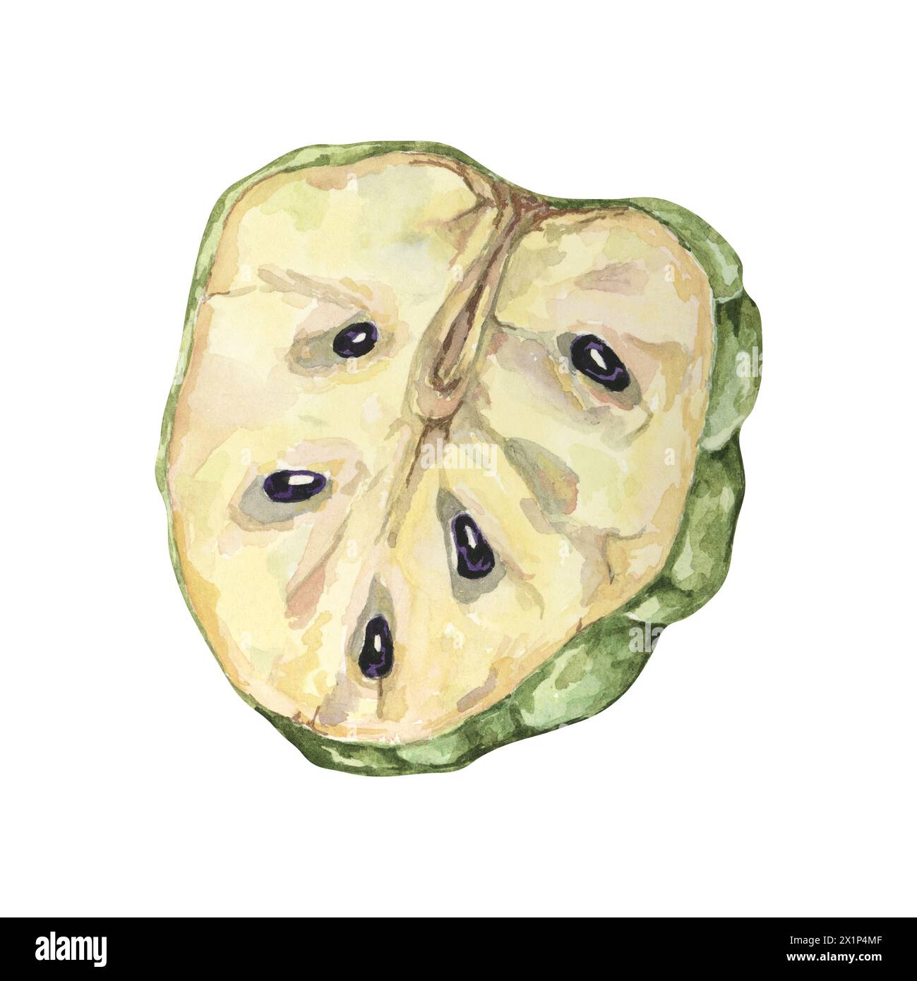Ripe green cherimoya cut in half, exotic fruit flesh and seeds. Hand ...