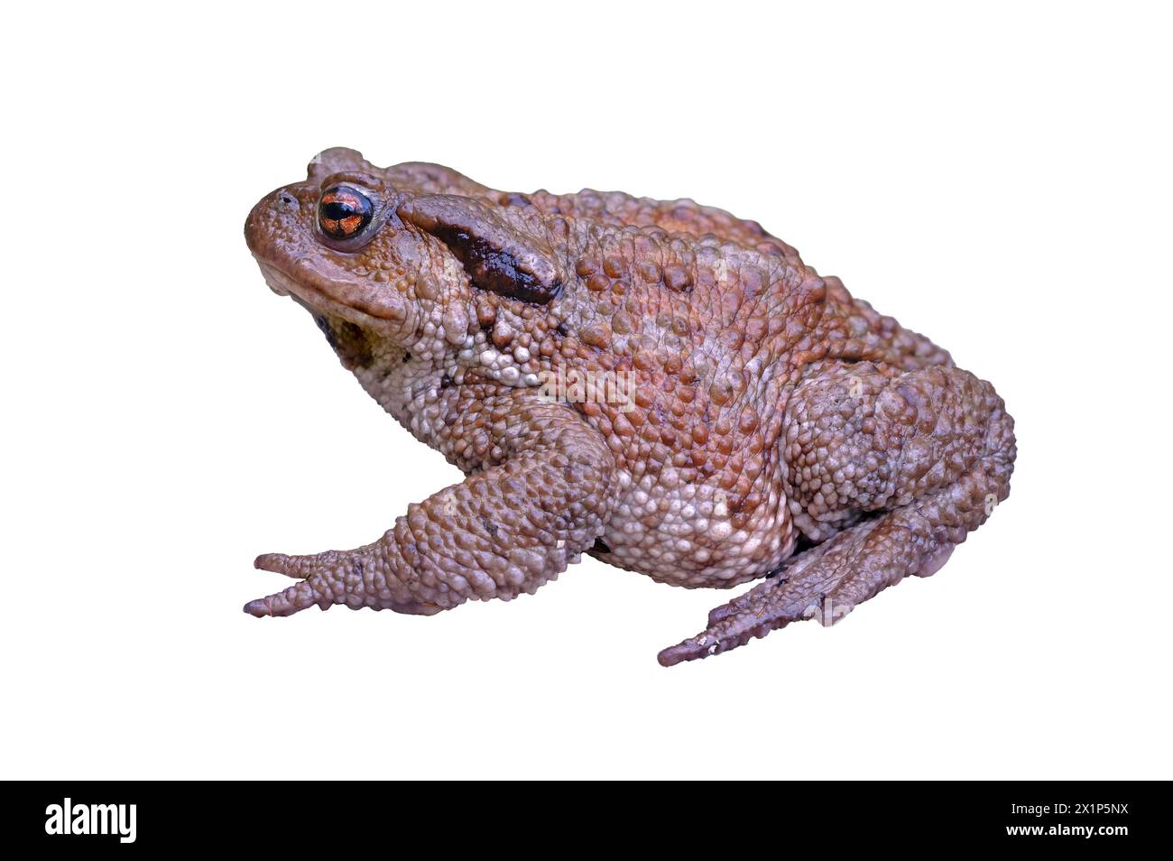 Close-up of common frog in natural ecosystem, isolated on white ...