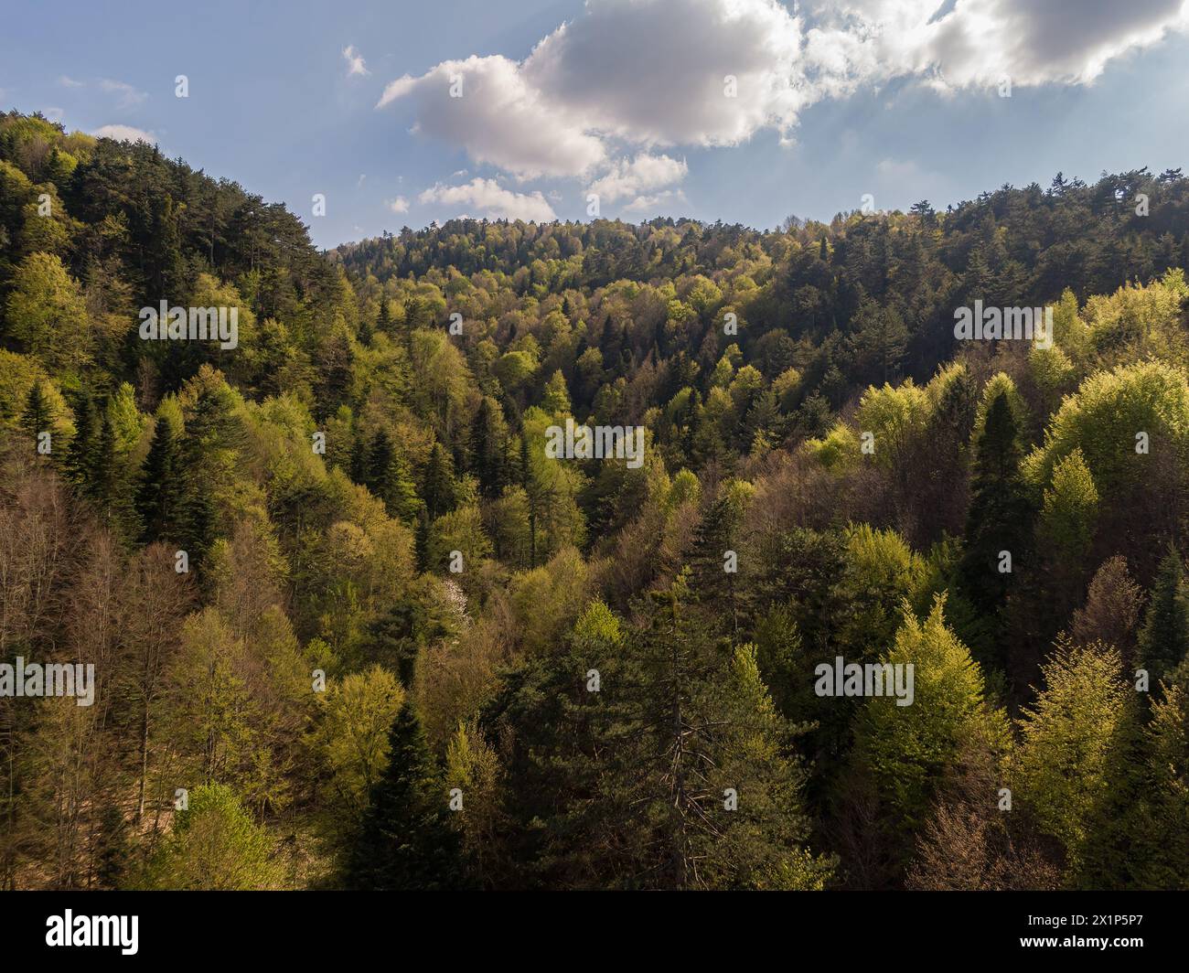 Aerial view of the woodland landscape with different colour tones in ...