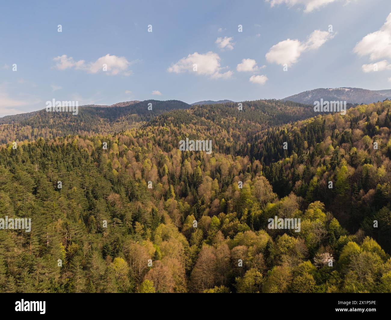 Aerial view of the woodland landscape with different colour tones in ...