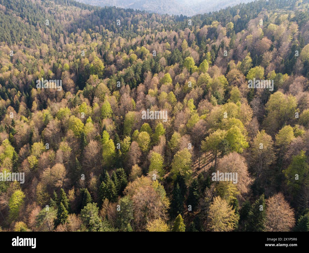 Aerial view of the woodland landscape with different colour tones in ...