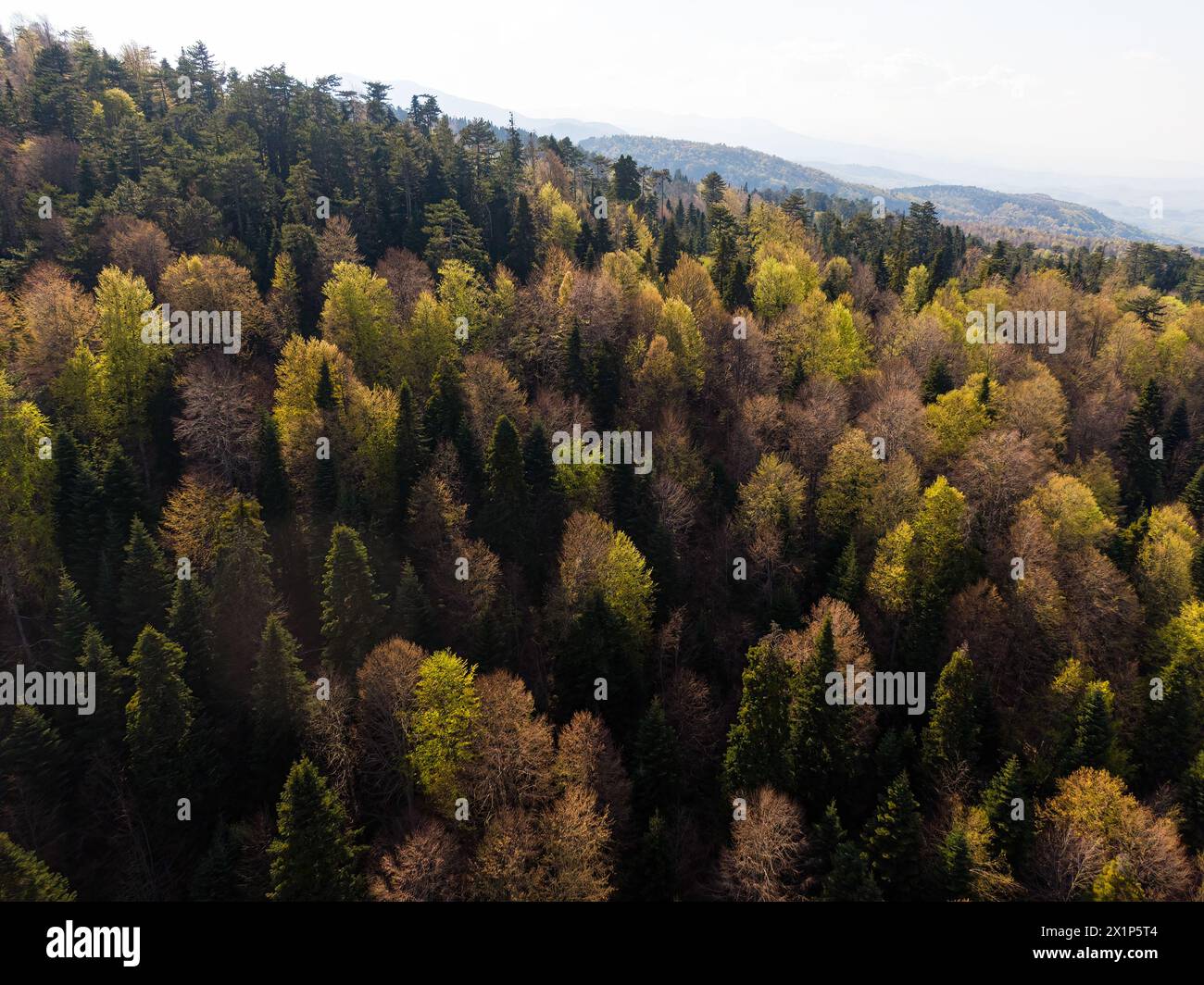 Aerial view of the woodland landscape with different colour tones in ...