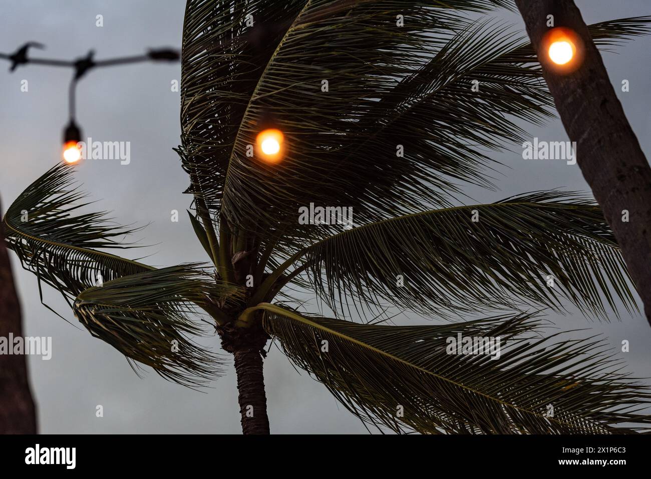 A close-up of a palm tree's fronds against a dusk sky, illuminated by ...