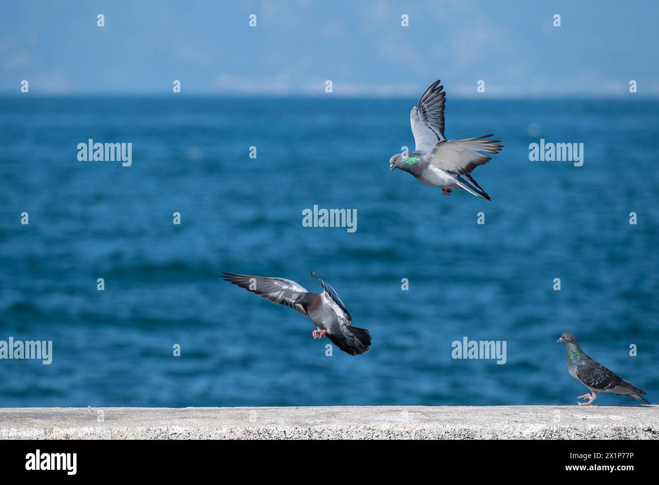 Doves flying over the sea, blue sky background Stock Photo - Alamy