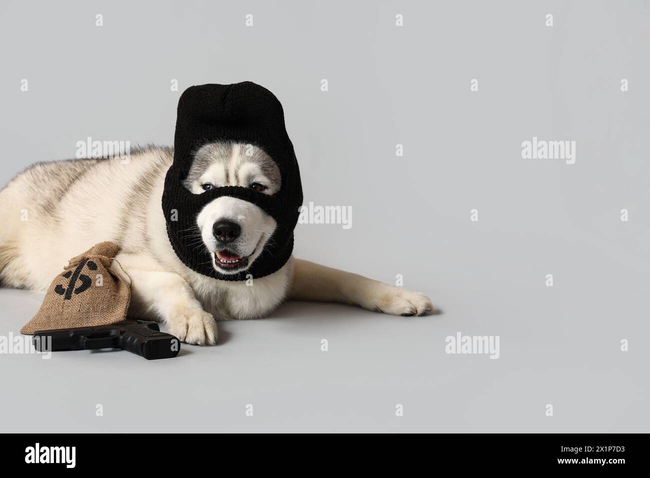Adorable husky dog in balaclava with money bag and gun on white ...