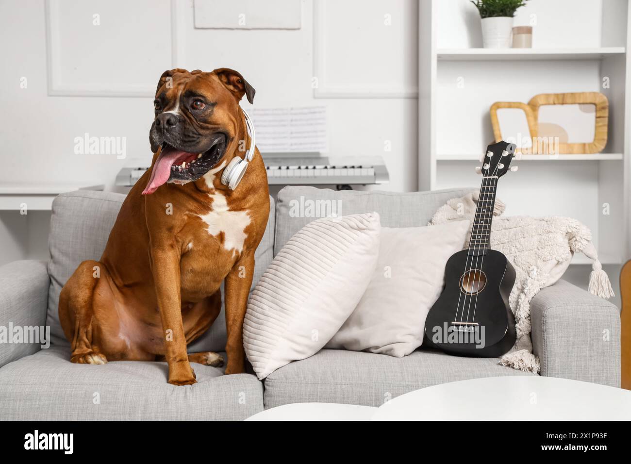 Boxer dog with headphones and ukulele on sofa at home Stock Photo - Alamy