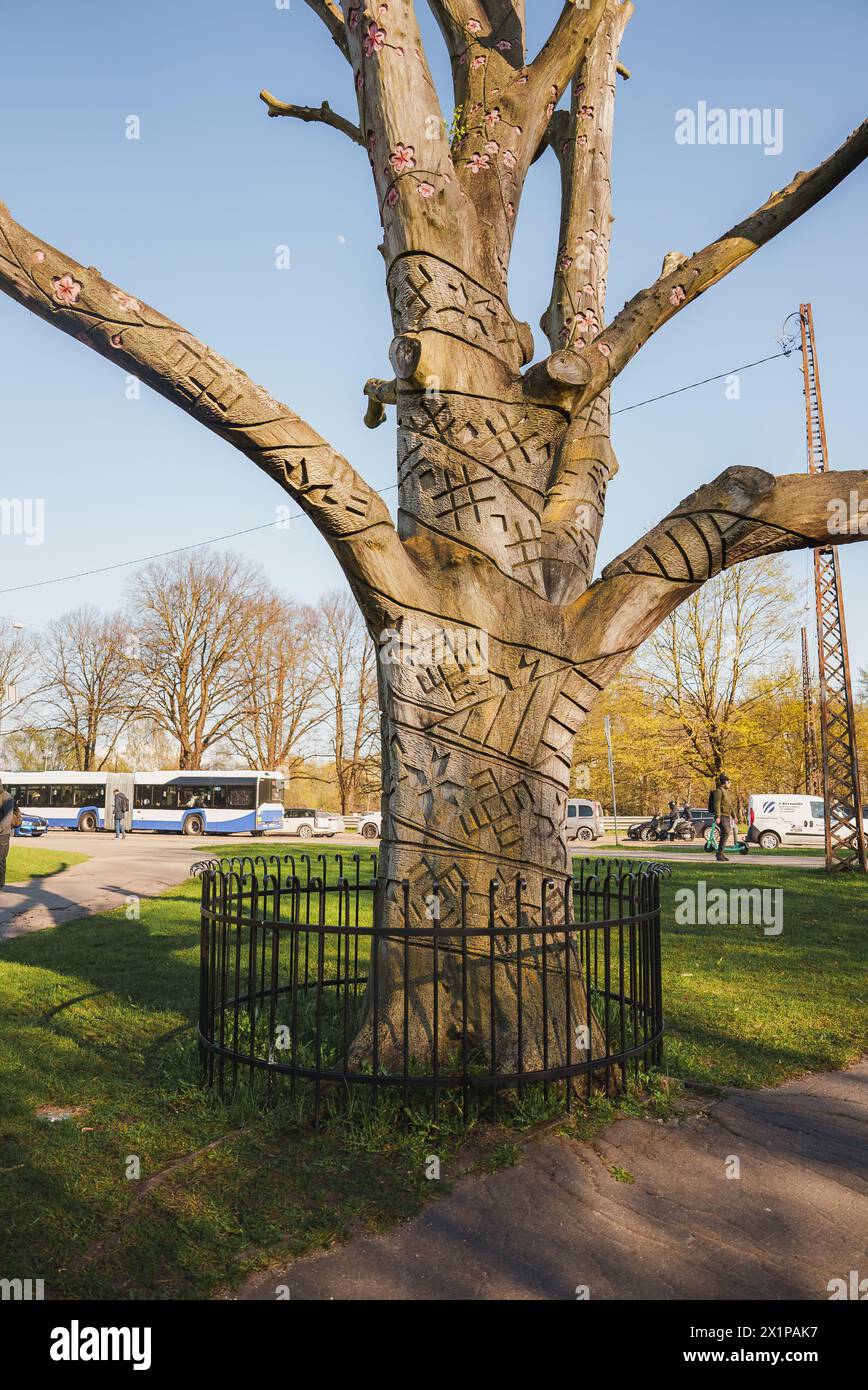 Latvian symbol tree, big oak tree, Victory park Stock Photo - Alamy