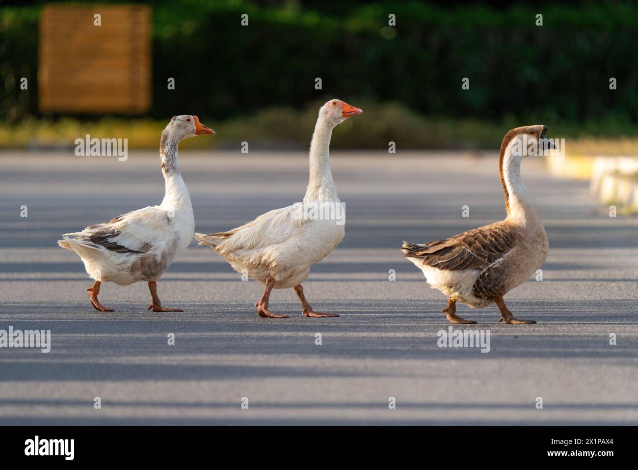 Cute geese walking on hi-res stock photography and images - Alamy