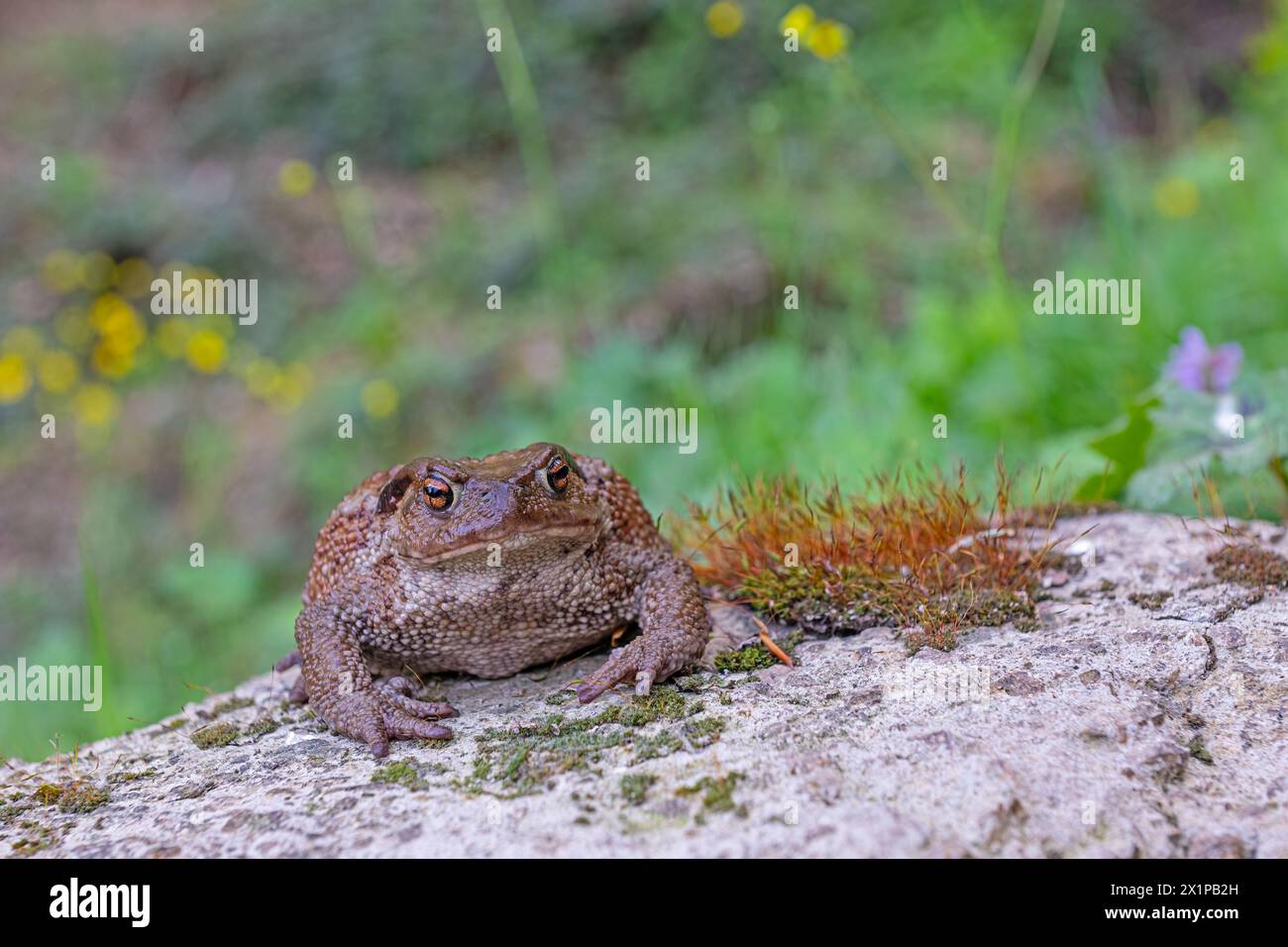 Common toad (Bufo bufo) in the natural ecosystem Stock Photo - Alamy