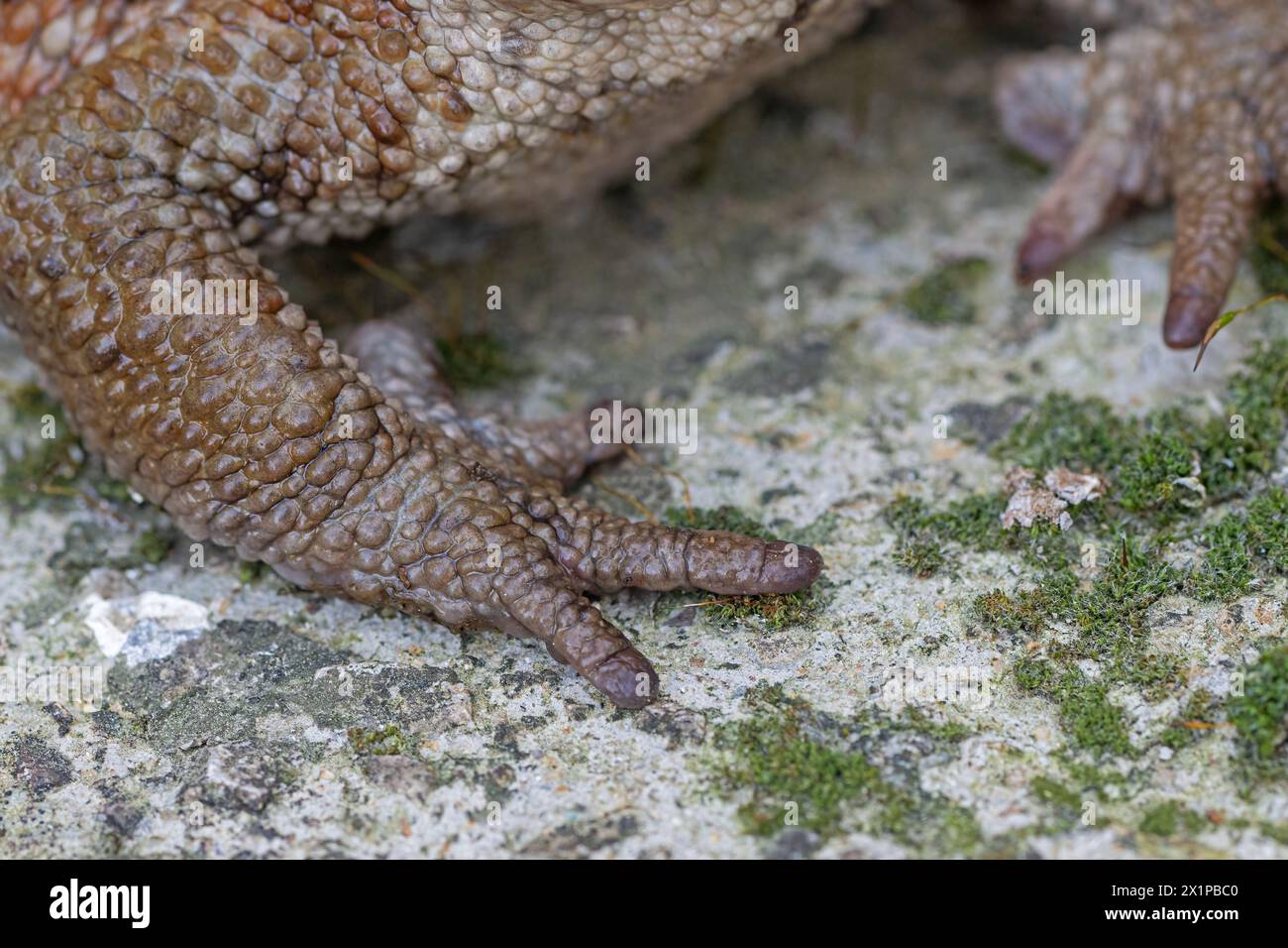 Frog feet hi-res stock photography and images - Alamy