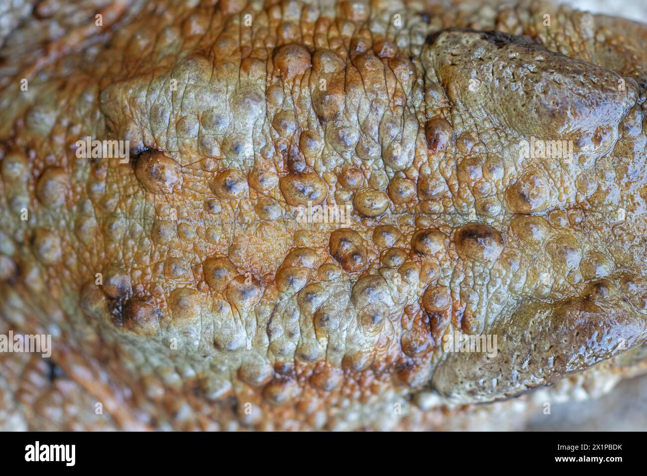 Close-up of common frog dorsal pattern in natural ecosystem (Bufo bufo ...