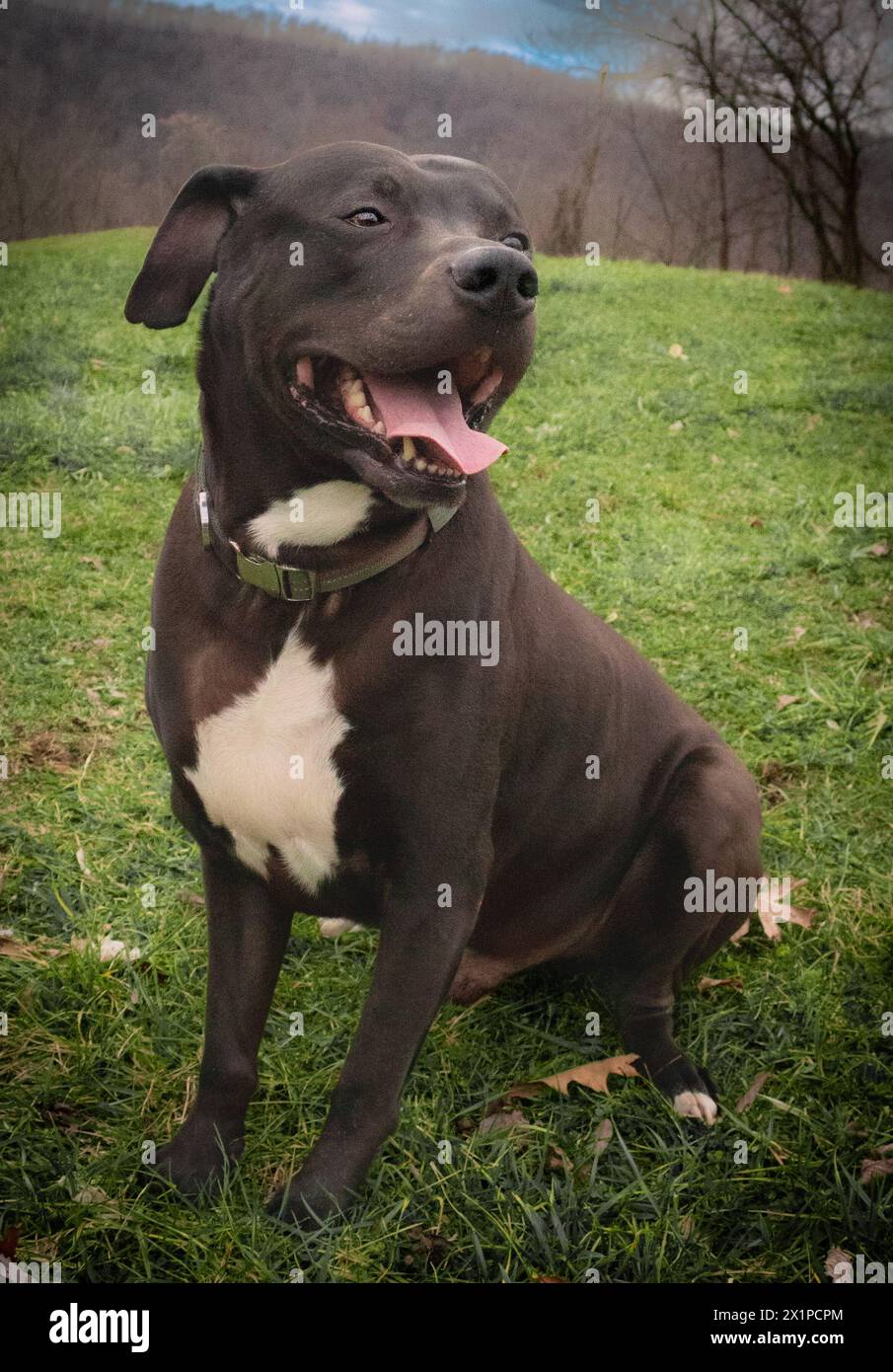 A Dog Named Opie Stock Photo - Alamy