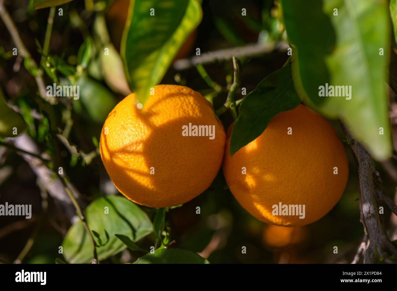 Oranges Growing On Trees In Farm Stock Photo - Alamy
