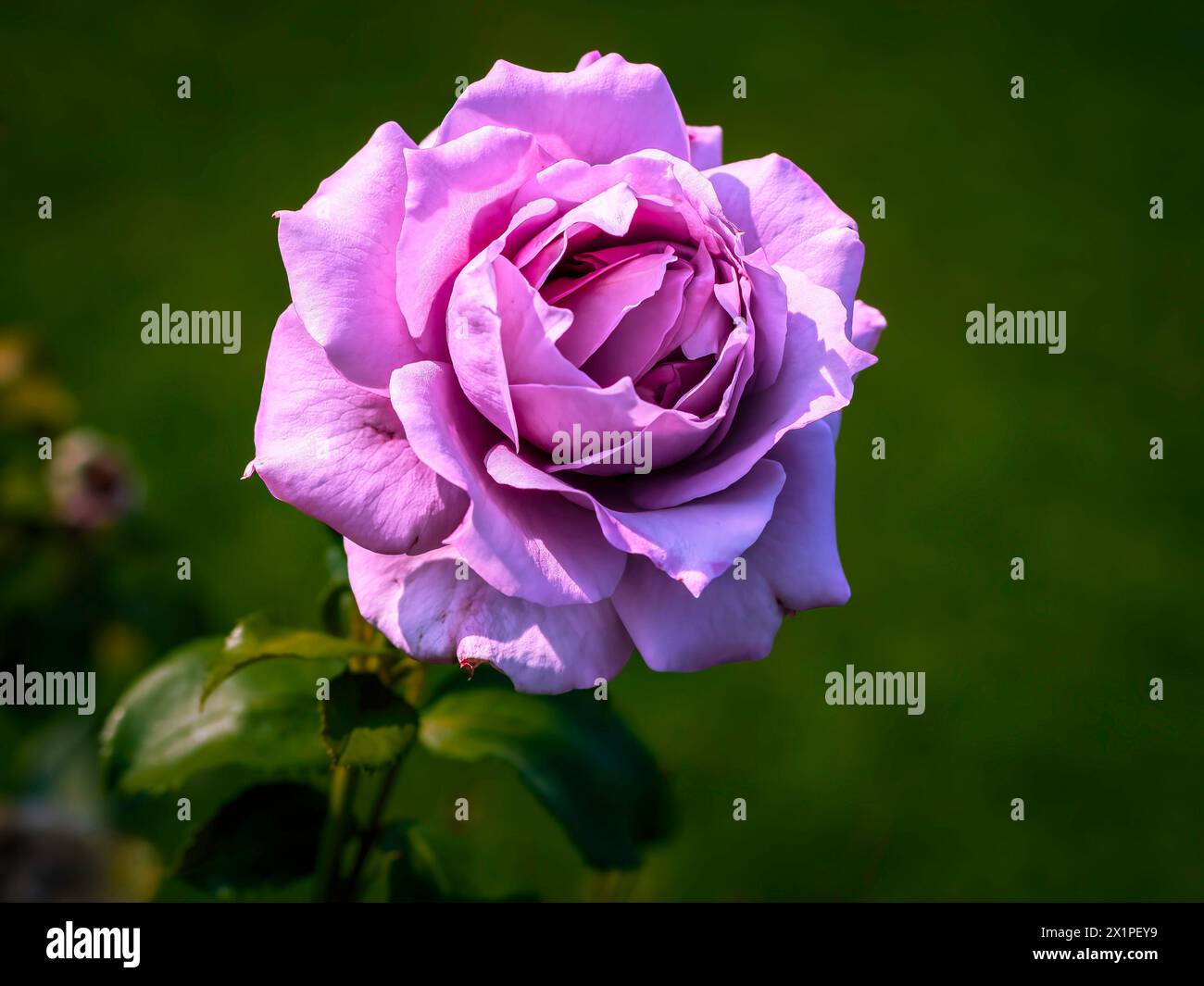 Fragrant purple rose in Full Bloom in tyhe garden Stock Photo - Alamy