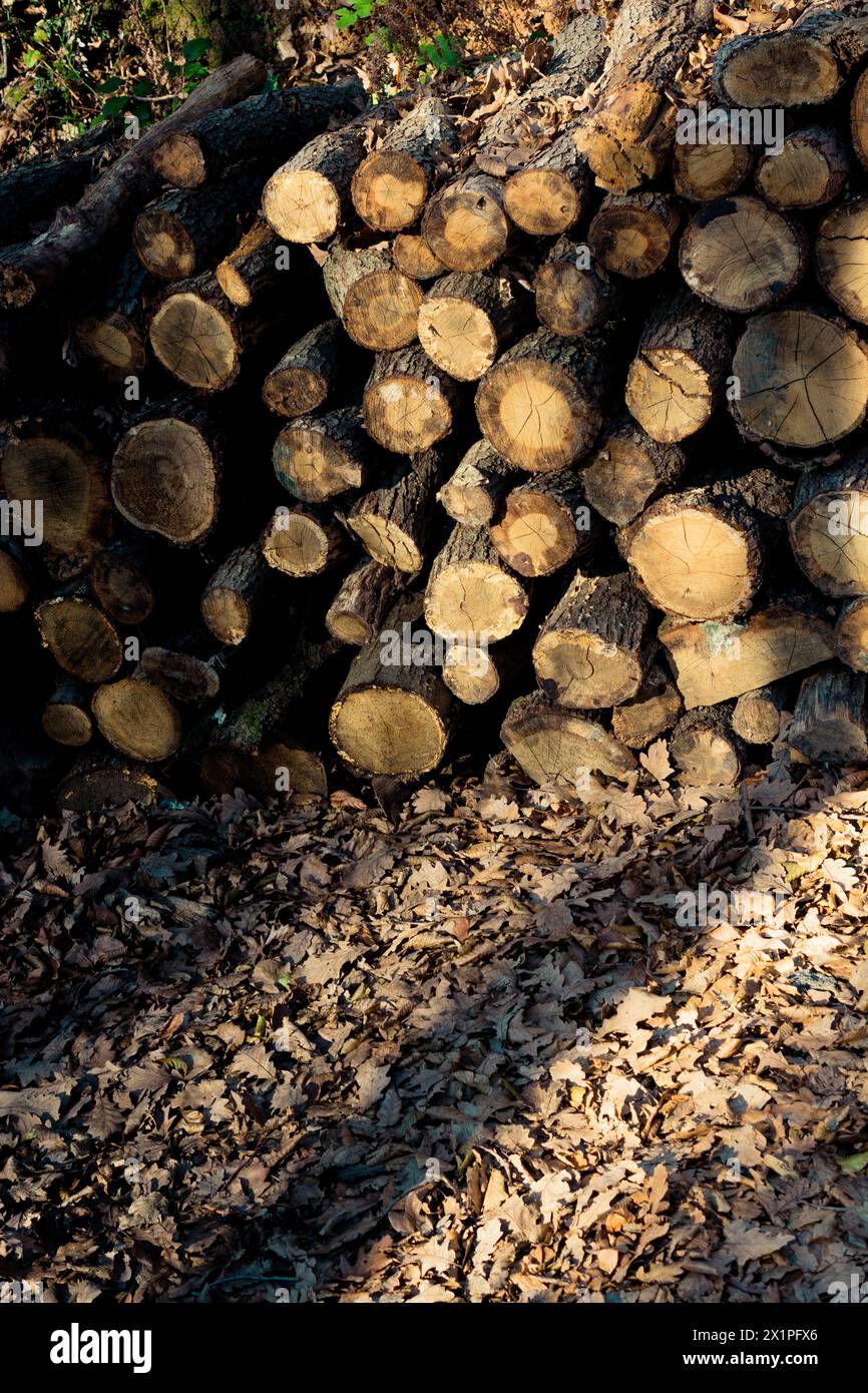 Wooden logs in a forest in the view Stock Photo - Alamy