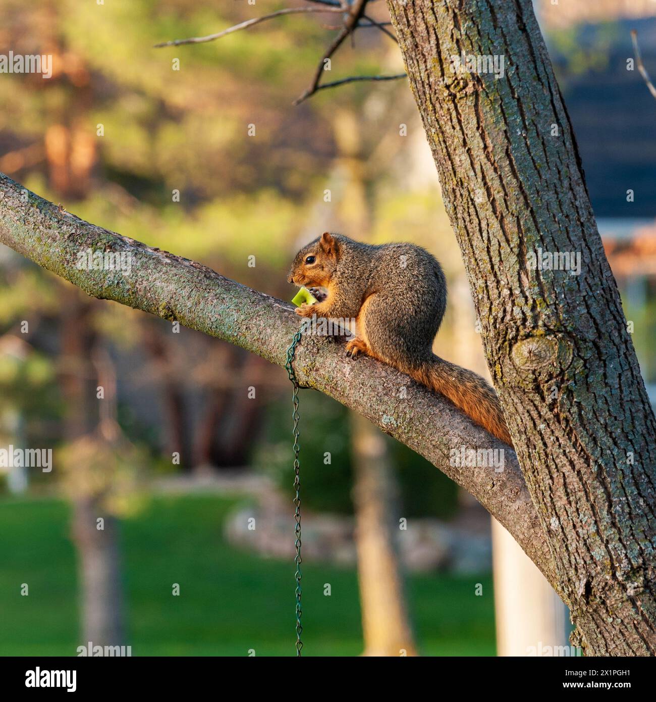 A squirrel sits on a tree branch and nibbles on an apple core Stock ...