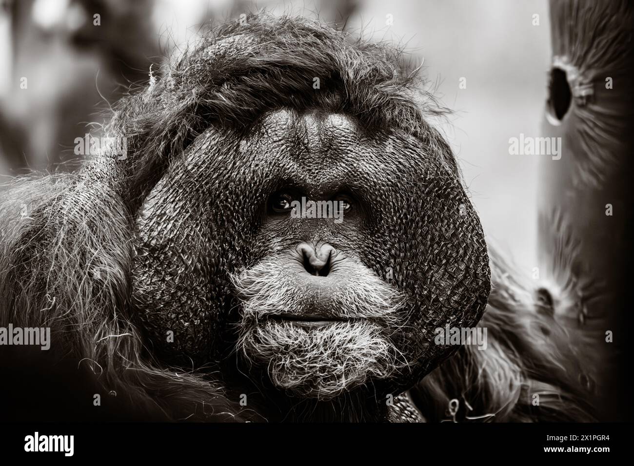 orangutan at a local zoo Stock Photo - Alamy