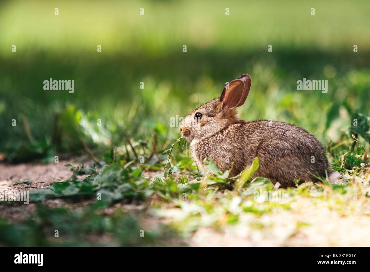 Small bunny sitting in the green grass Stock Photo - Alamy