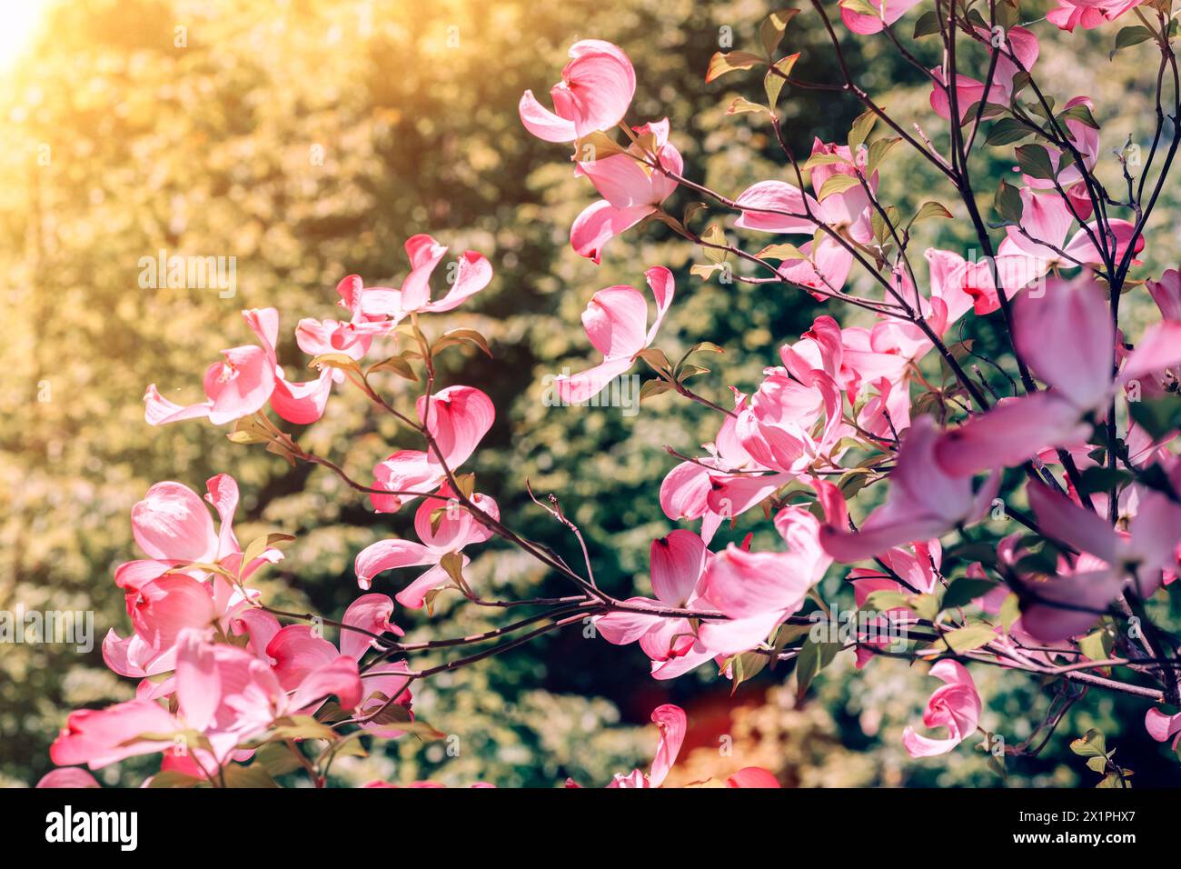 Cornus florida, the flowering dogwood tree with pink flowers. It is a ...