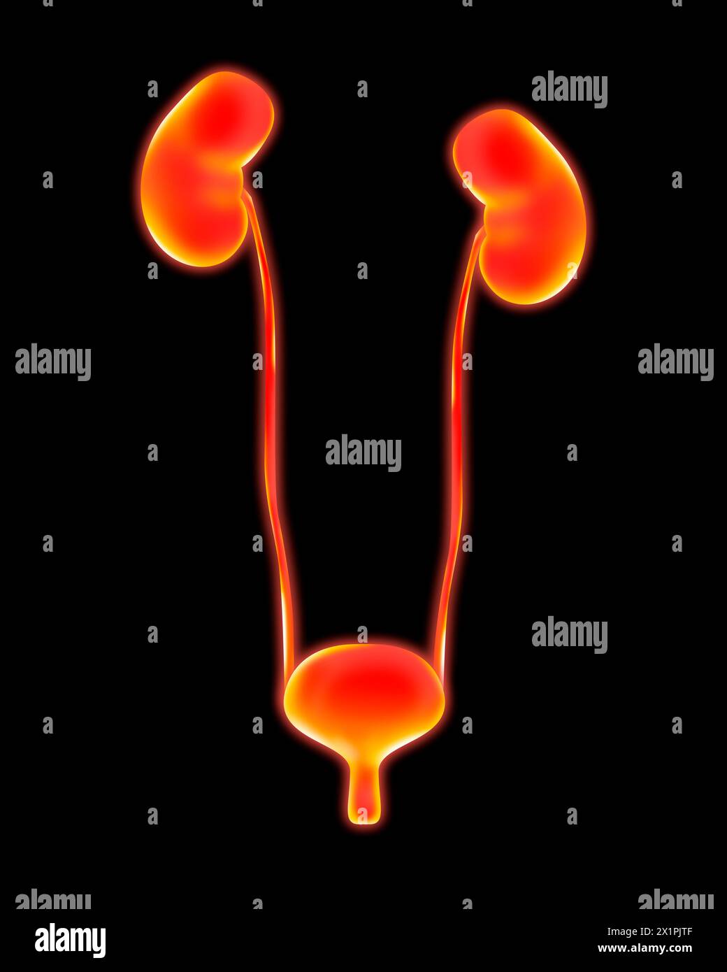 Human urinary system on black background, vector illustration Stock ...