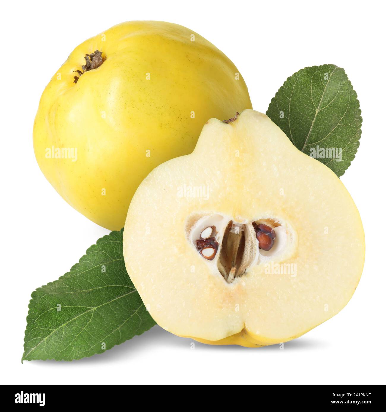 Delicious fresh ripe quinces with leaves isolated on white Stock Photo ...