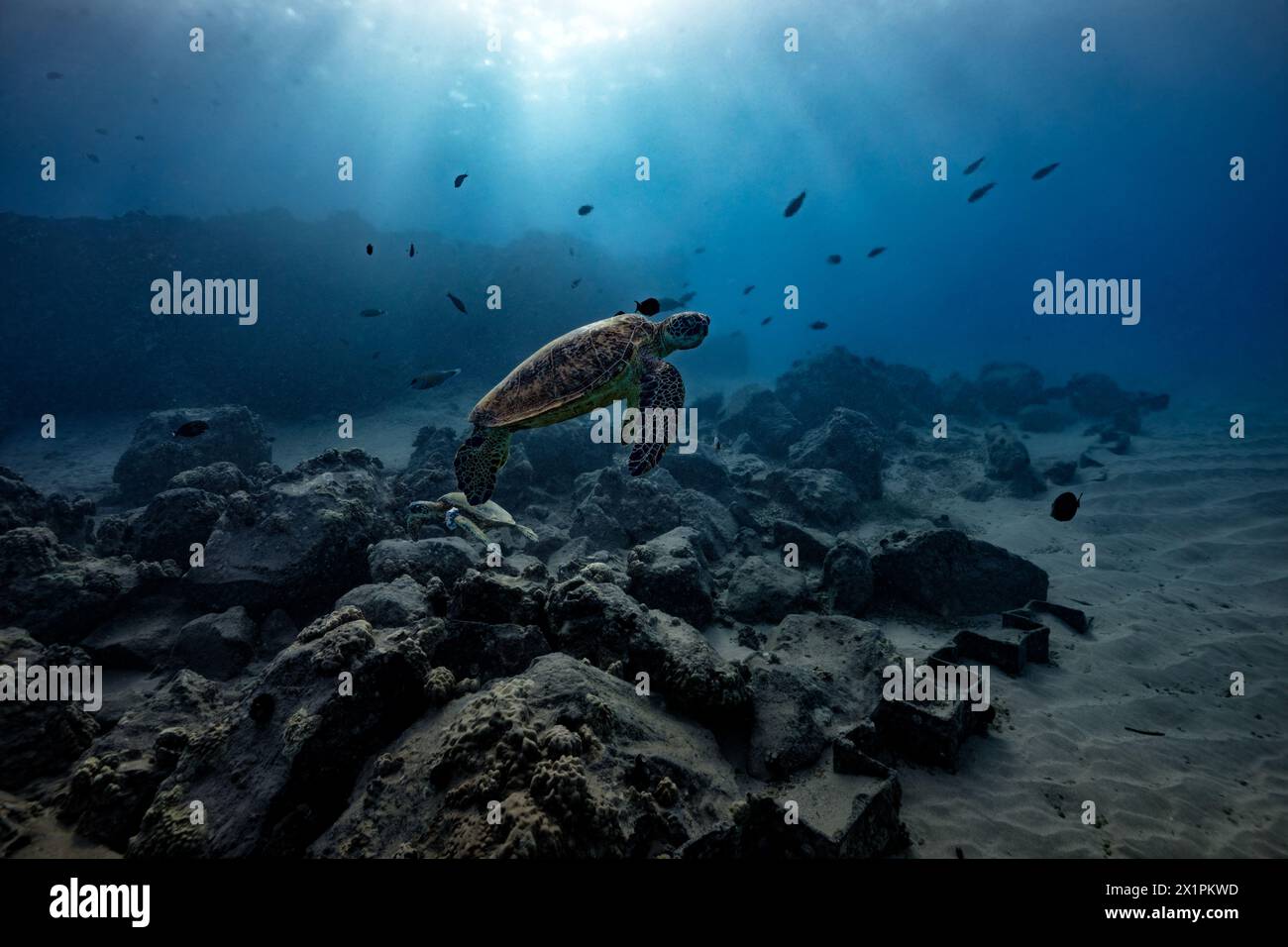 A green sea turtle hovers over a rocky reef at a cleaning station; a ...