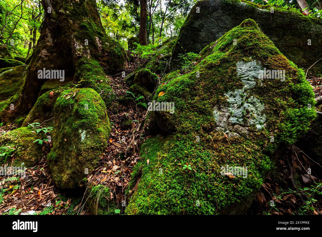 Tono Gohyaku Rakan, relief of Buddhist monks of natural stones, natural ...