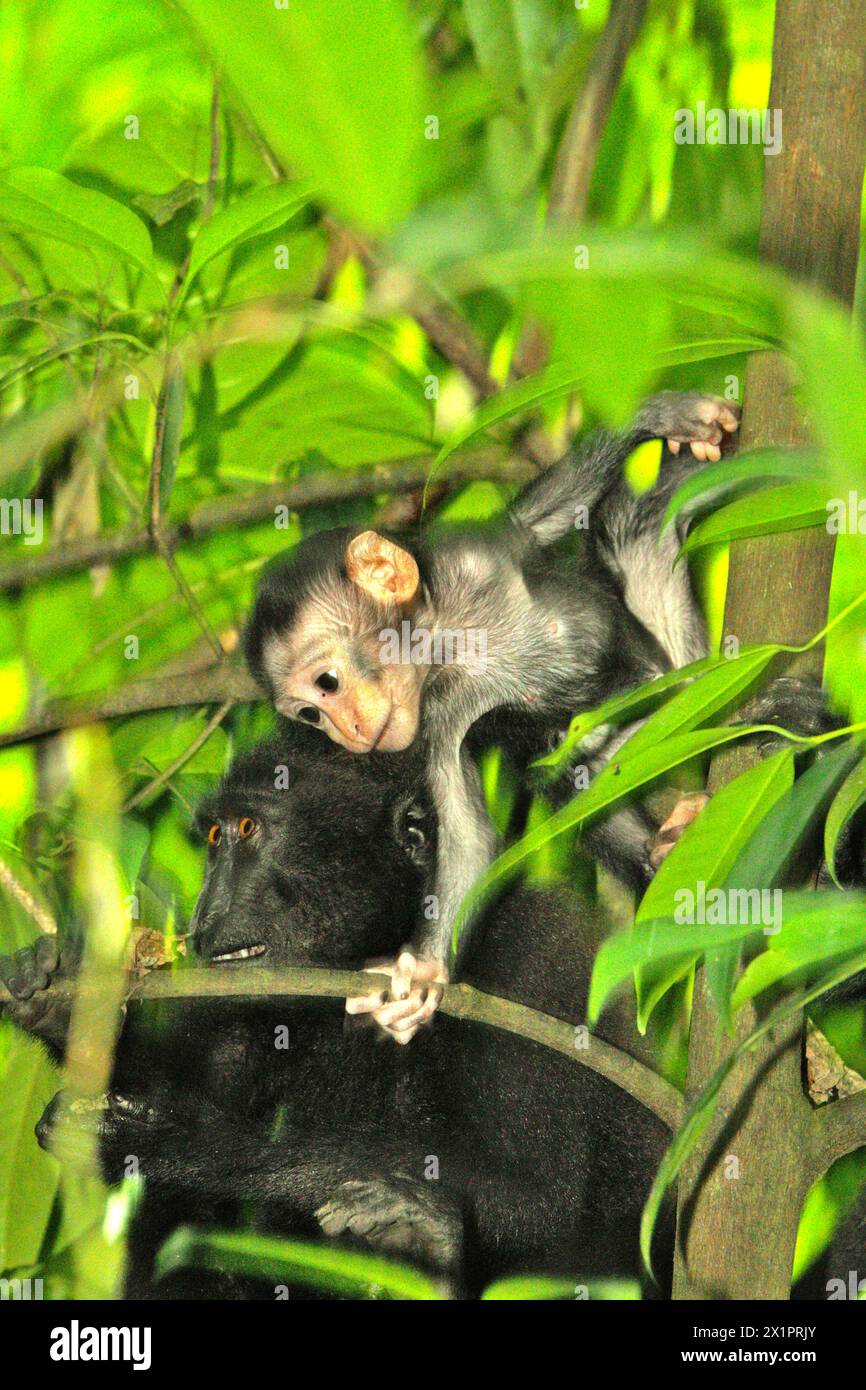 Primate weaning hi-res stock photography and images - Alamy