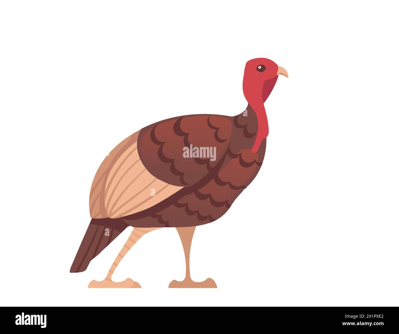 Cute turkey bird cartoon animal design vector illustration isolated on ...