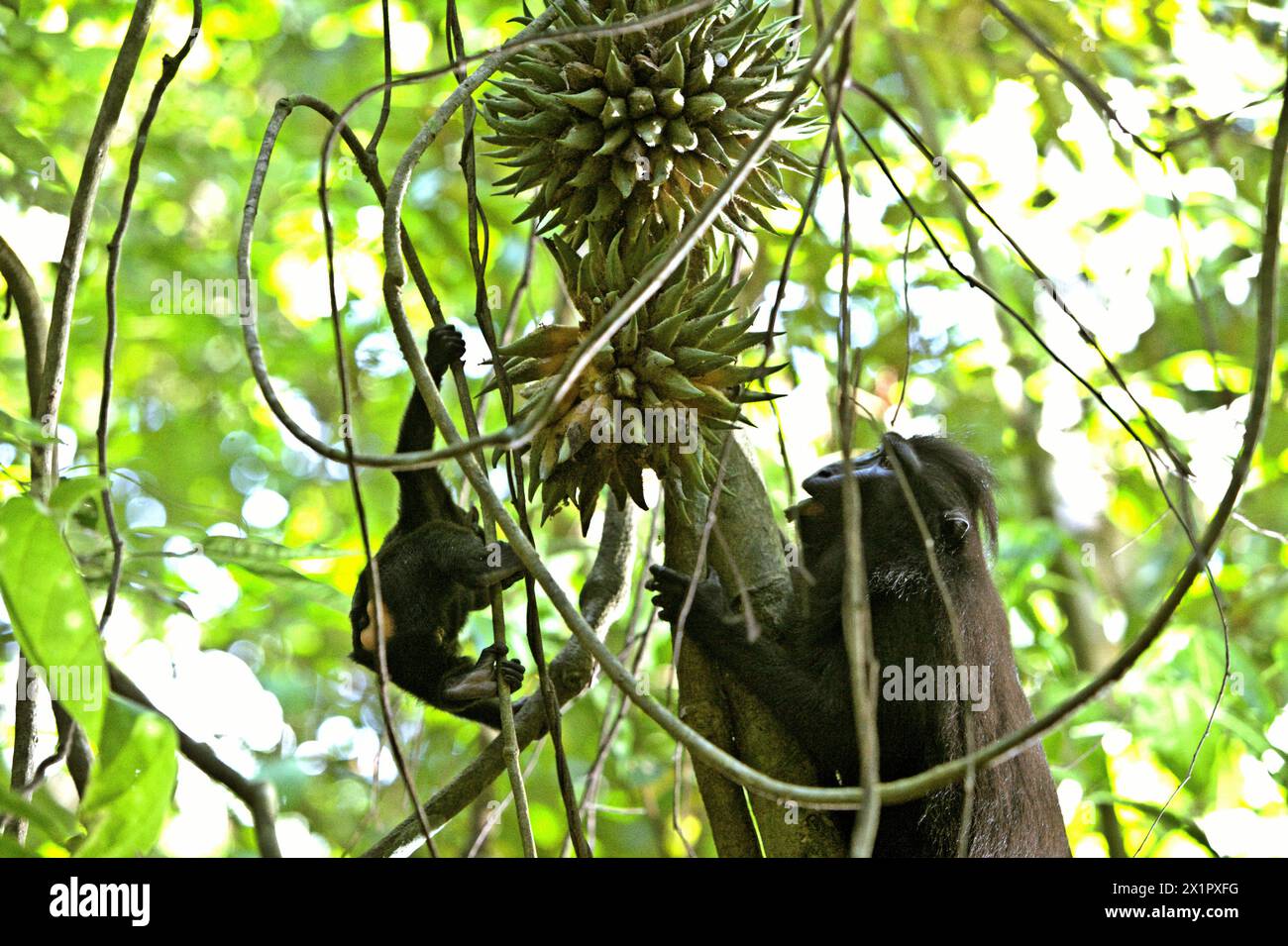 Primate ecosystem balance hi-res stock photography and images - Alamy