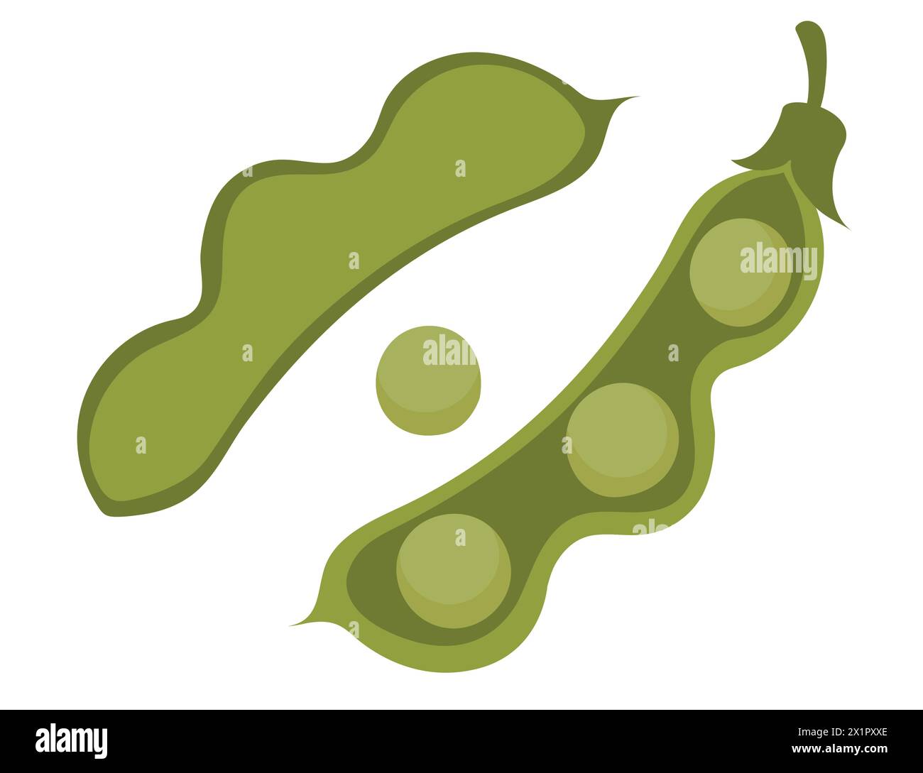 Green pea in peel vector illustration isolated on white background ...