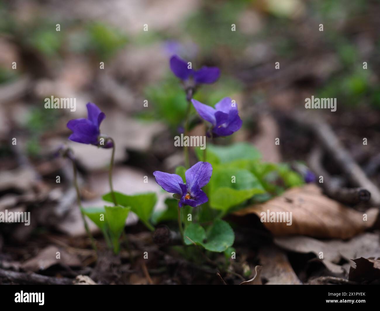 Purple violet wild flowers grass hi-res stock photography and images ...