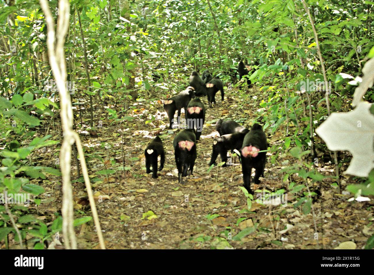 Primate distribution shift hi-res stock photography and images - Alamy