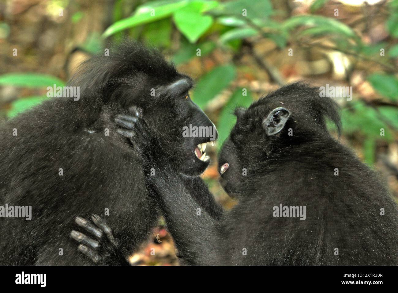 A social interaction between two individuals of crested macaque (Macaca ...