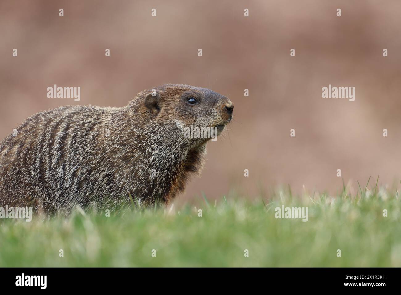 Exploring squirrel hi-res stock photography and images - Alamy
