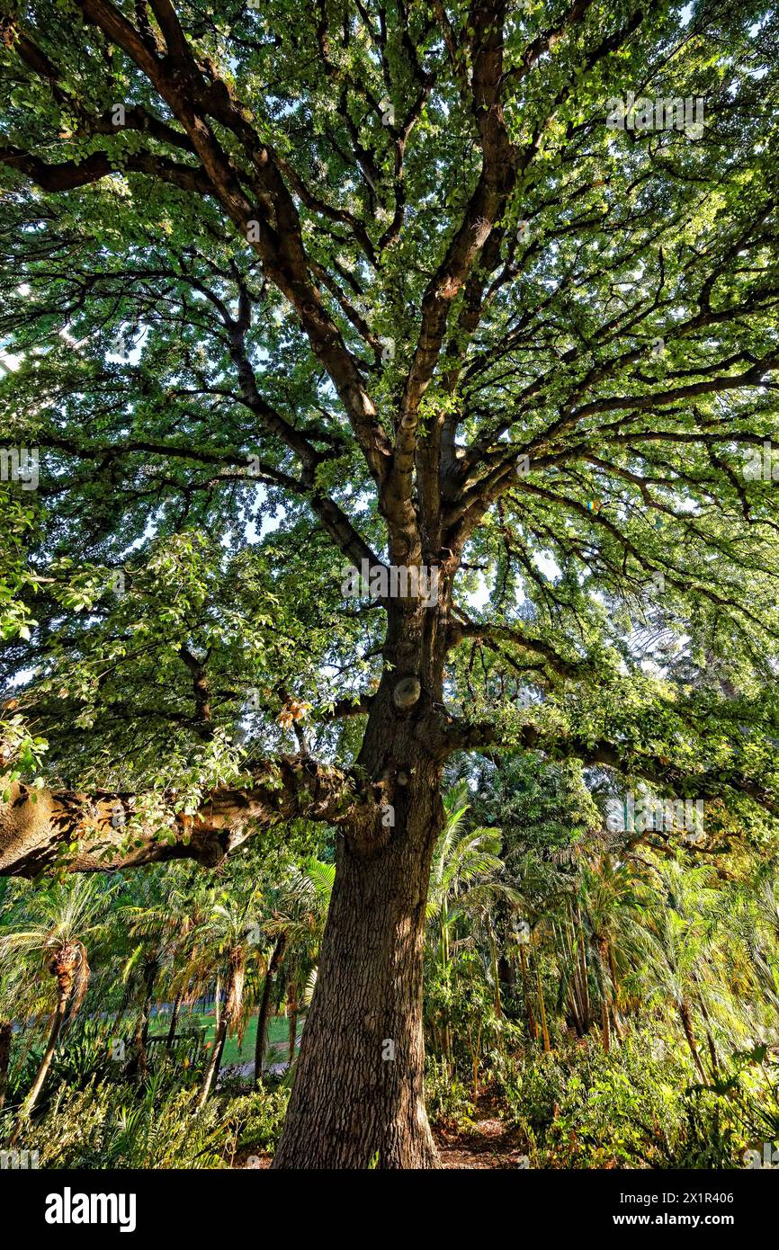 Oak Tree, Perth, Western Australia Stock Photo - Alamy