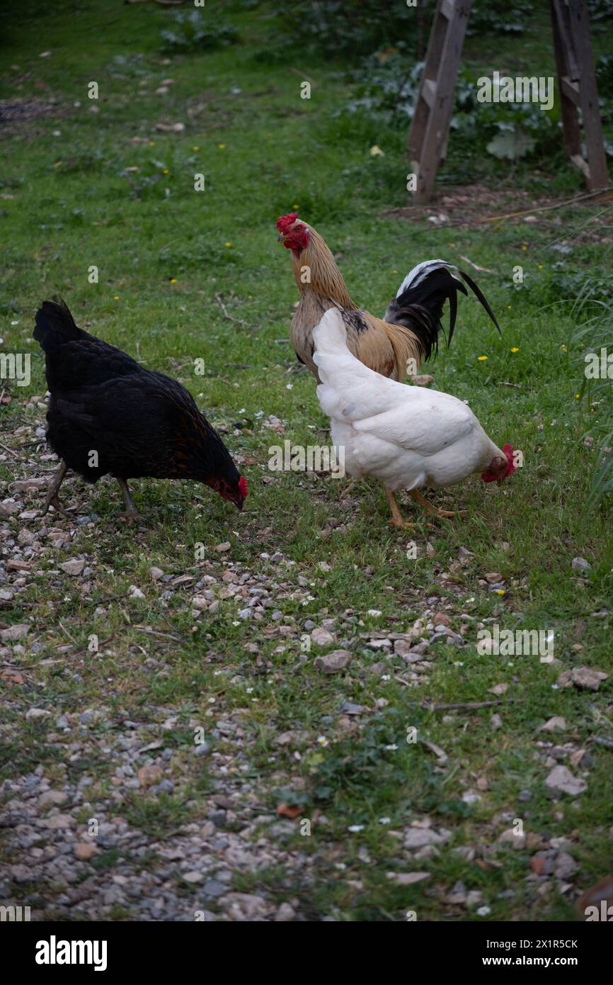 Chicken, farming and agriculture on grass, field or outdoor for free ...