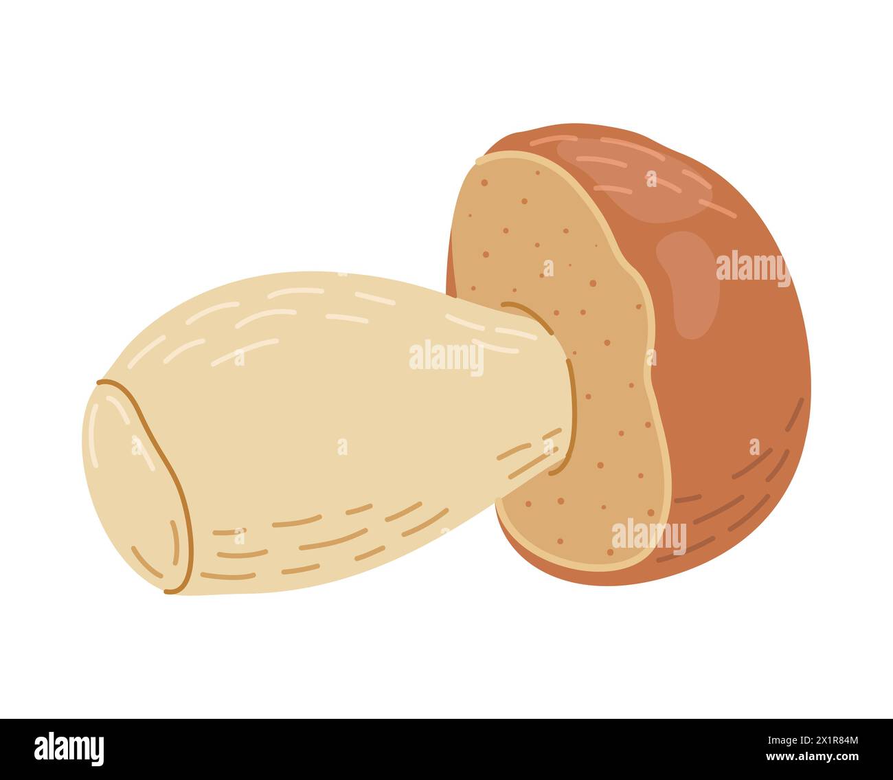 Mushroom boletus edulis on Stock Vector Images - Alamy