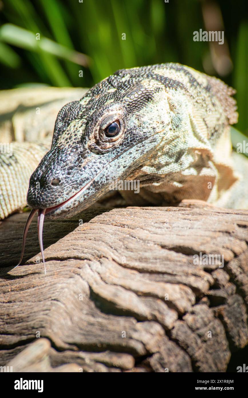 The lace monitor, also known as the tree goanna, is a member of the ...