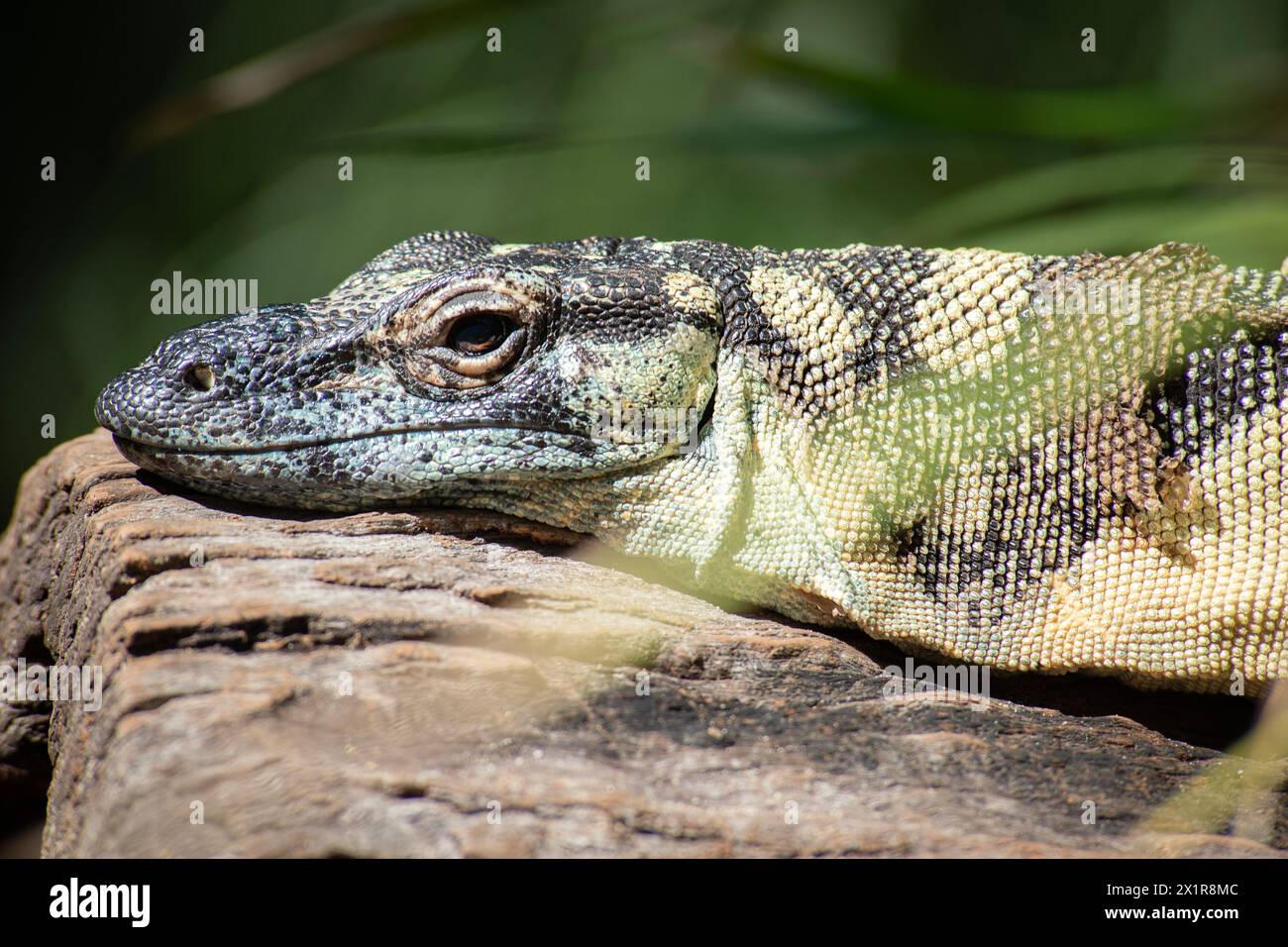 The lace monitor, also known as the tree goanna, is a member of the ...