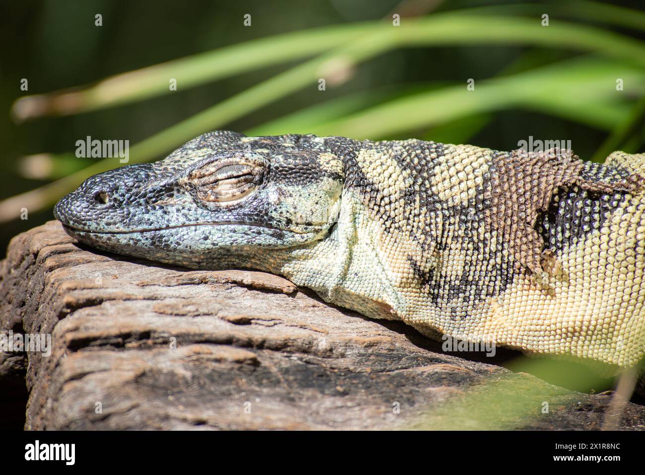 The lace monitor, also known as the tree goanna, is a member of the ...