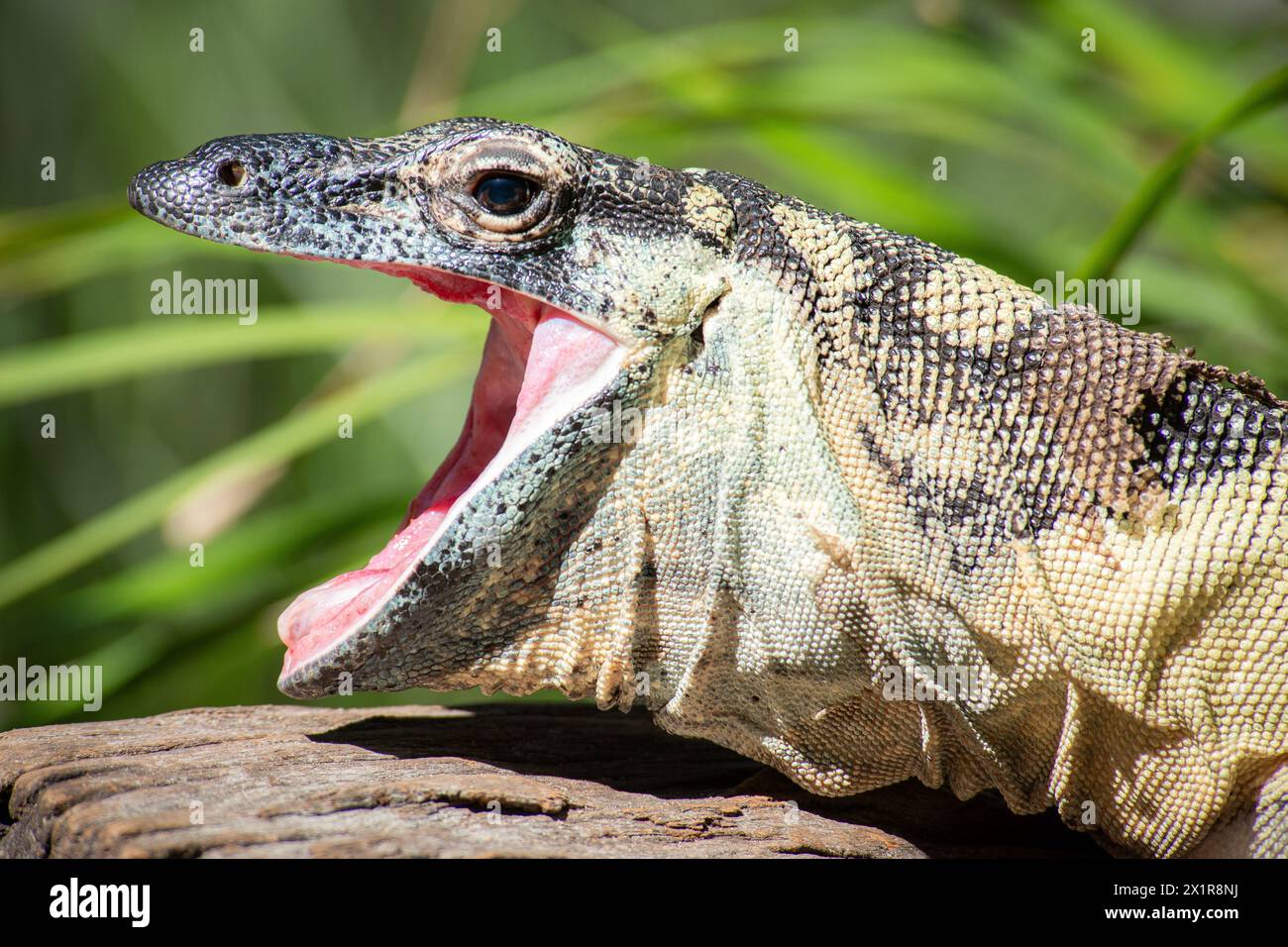 The lace monitor, also known as the tree goanna, is a member of the ...