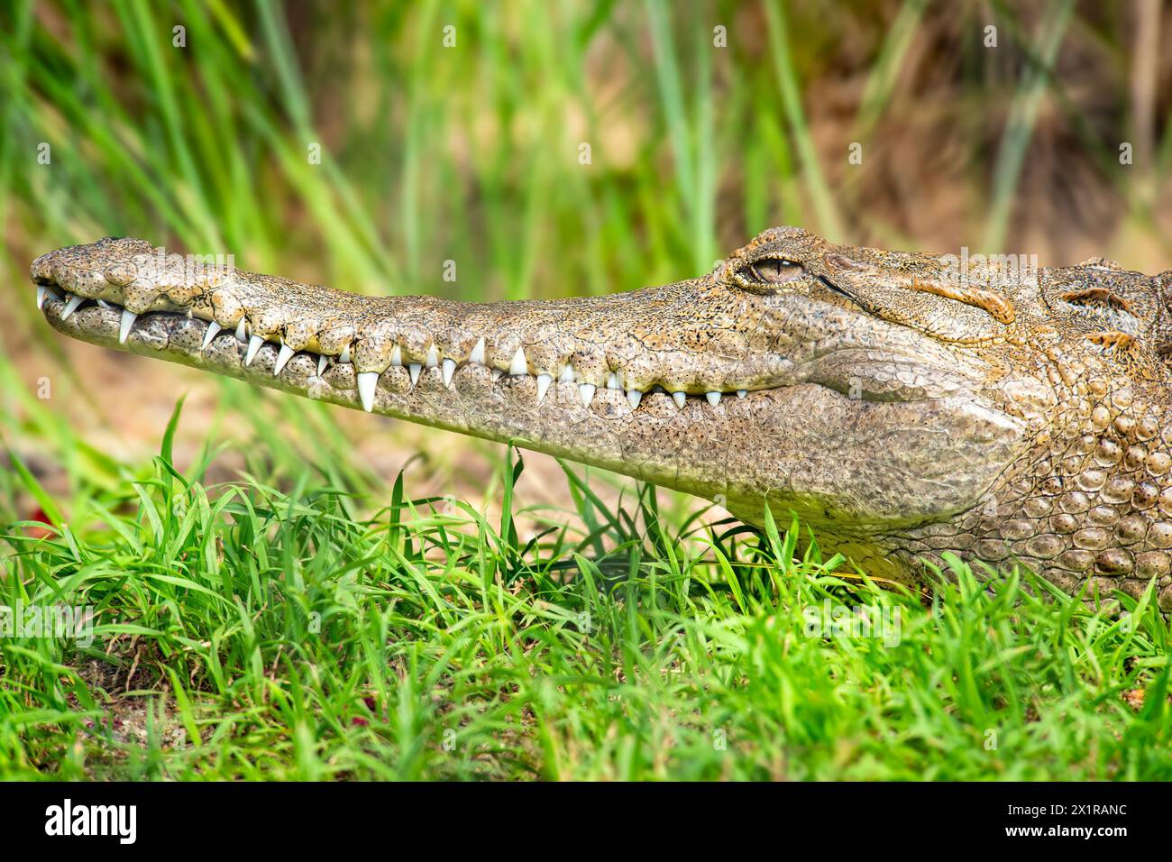 The freshwater crocodile, also known as the Australian freshwater ...