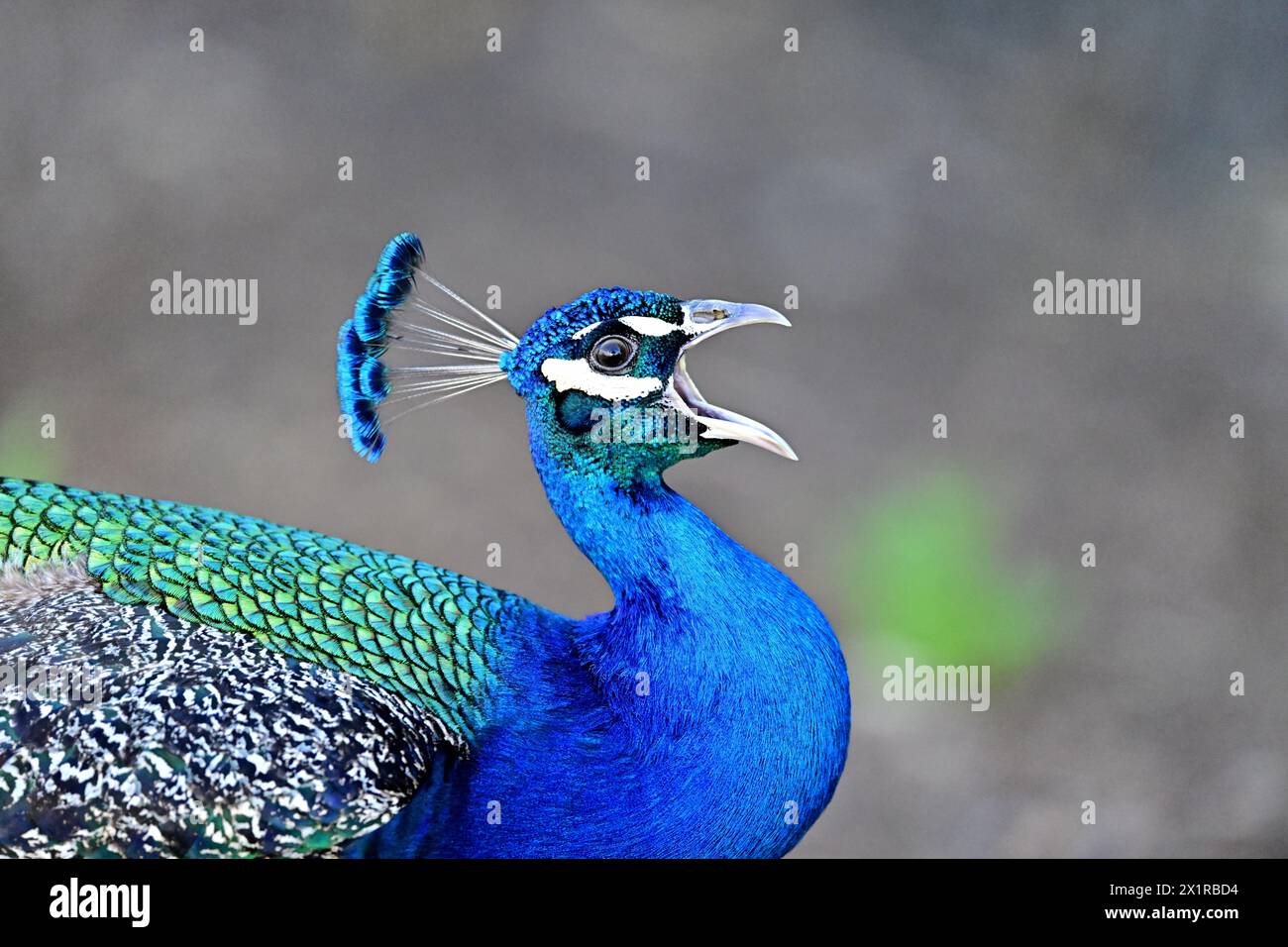 Wild Peacock in various pose Stock Photo - Alamy