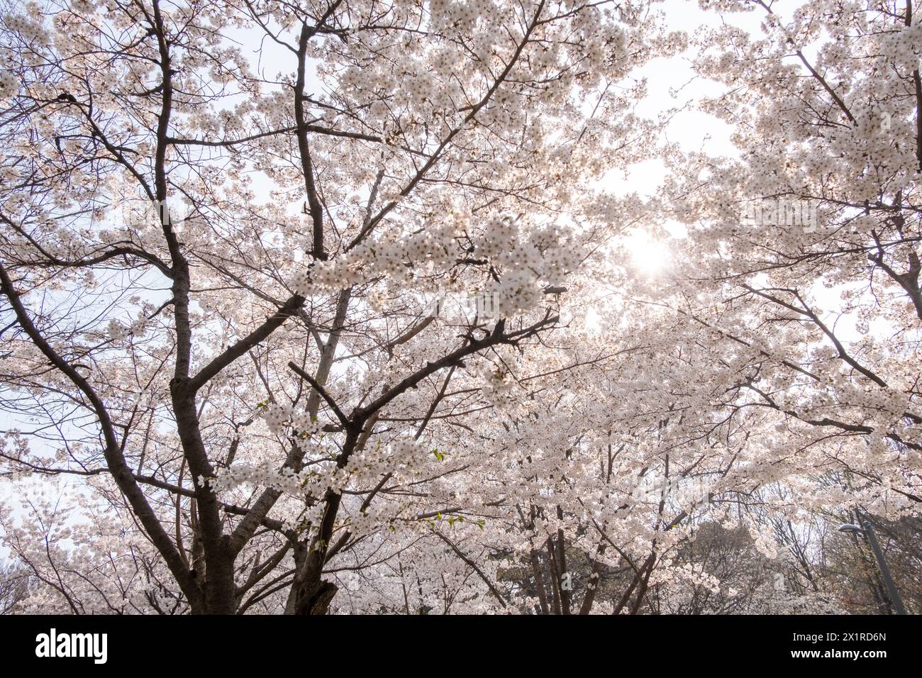 Cherry blossoms, or Beot-kkot, in spring in Korea Stock Photo - Alamy