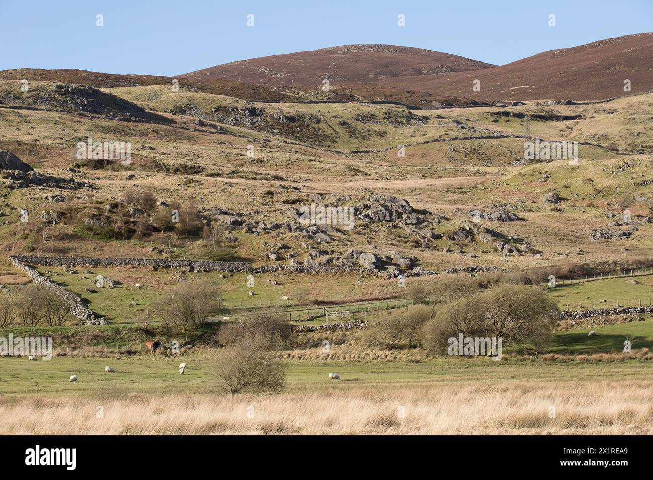 Rough fell sheep hi-res stock photography and images - Alamy