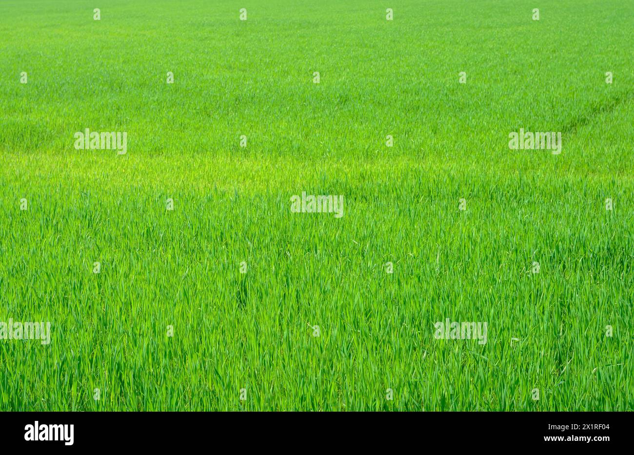 Green background with spring grass in horizontal format Stock Photo - Alamy